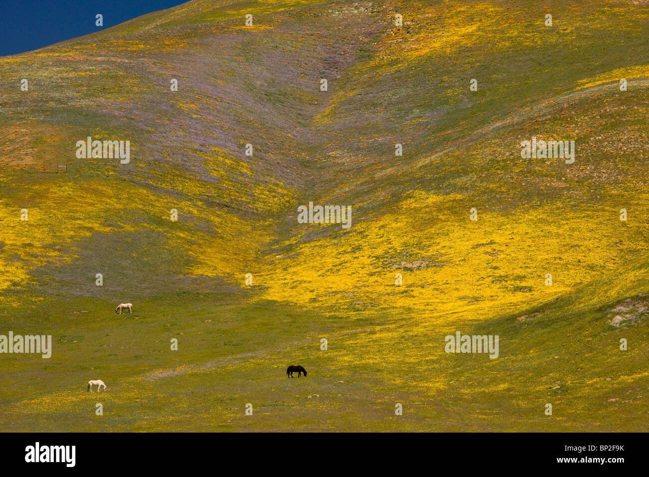 Intensely flowery pastures, grazed by horses, in spring on the Tejon ...