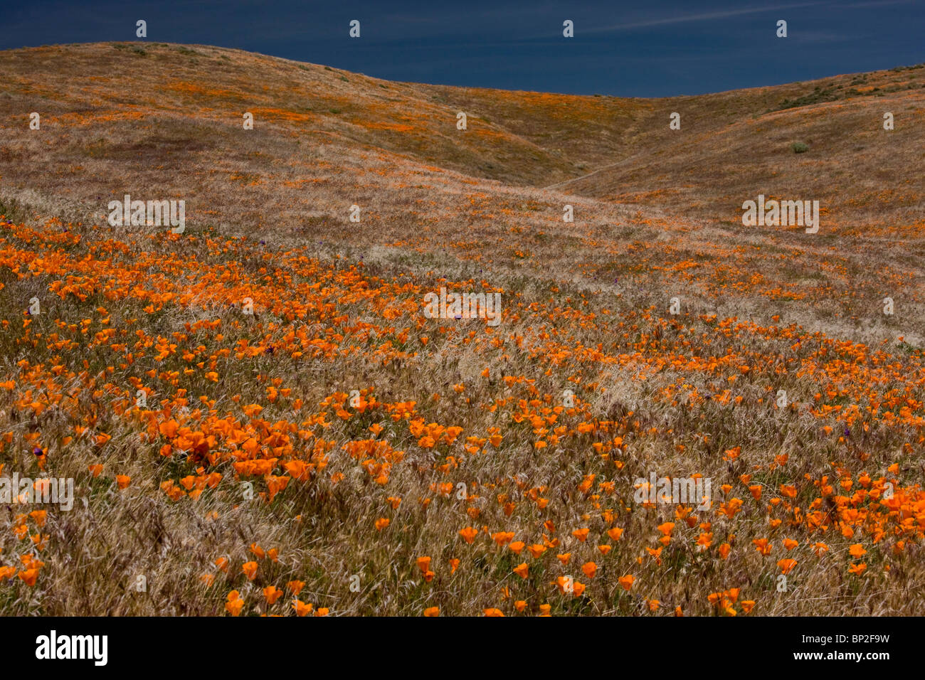 Masses of Californian Poppies at the Antelope Valley California Poppy ...