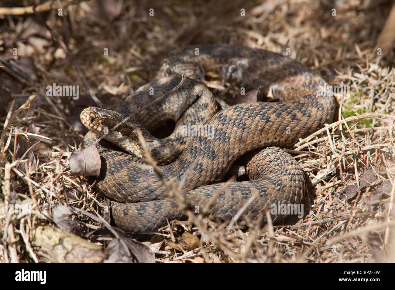 Basking Adder Uk High Resolution Stock Photography and Images - Alamy