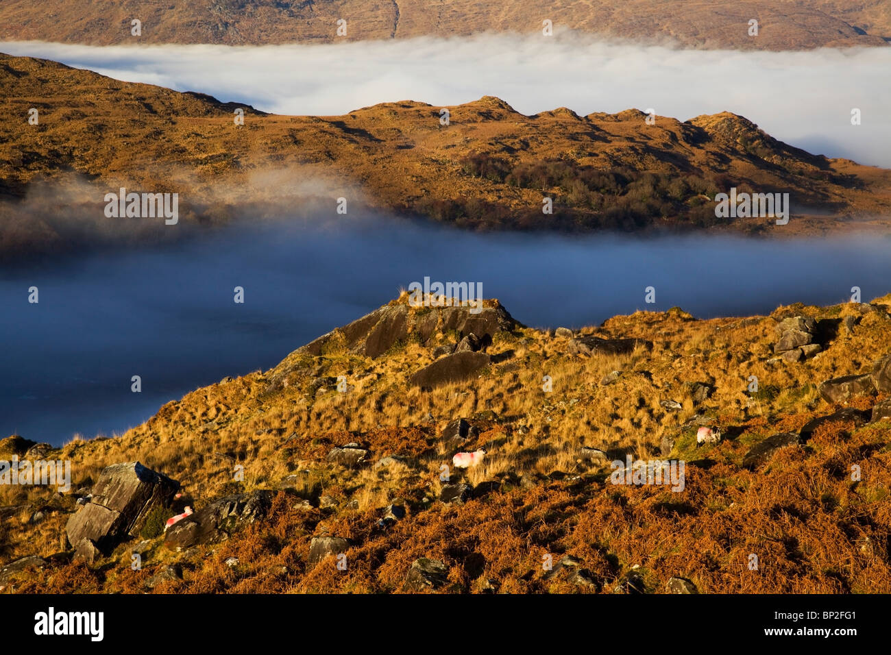 County Kerry, Ireland; Fog In The Valley At Molls Gap Near Killarney ...