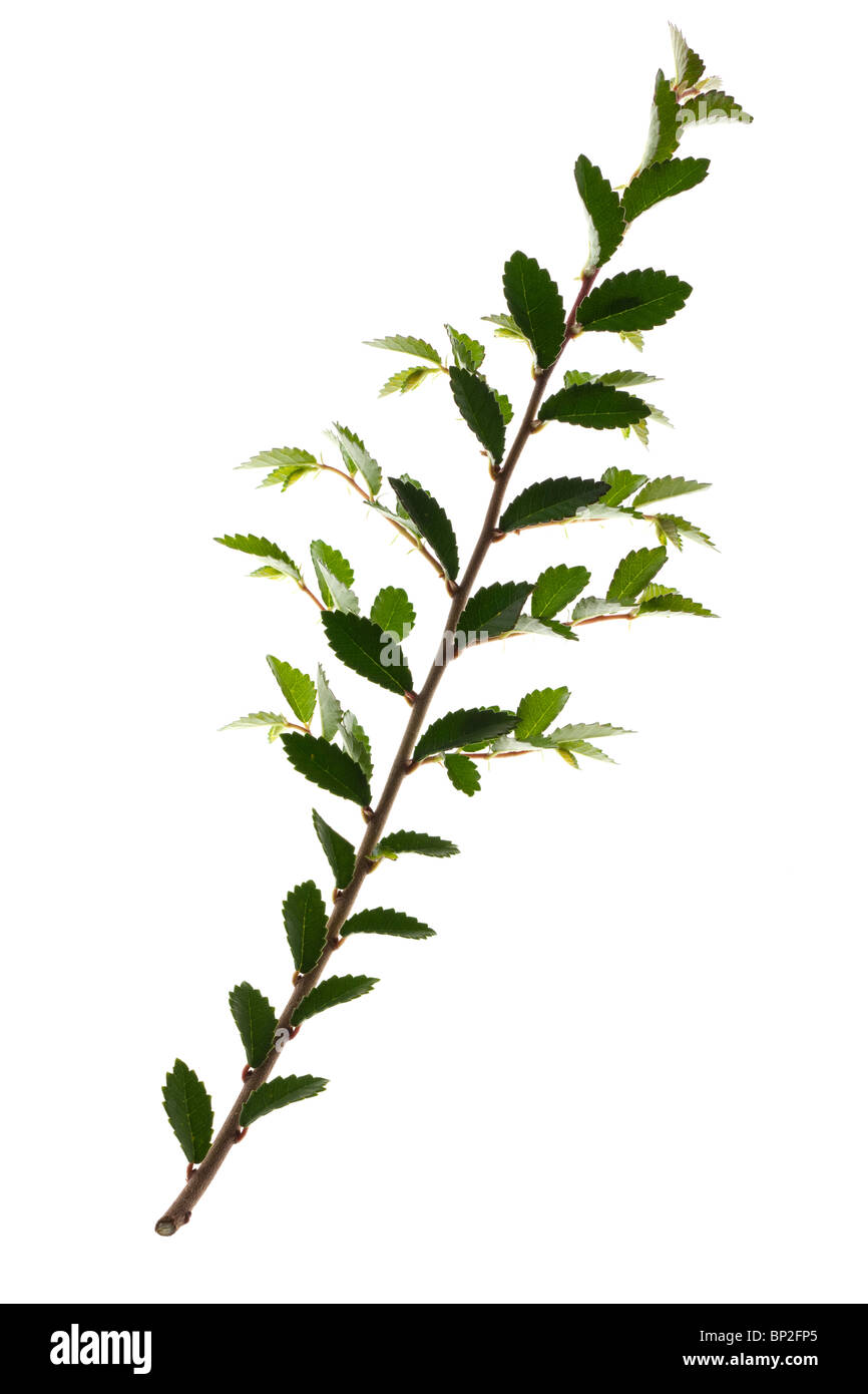 Tree branch cut Cut Out Stock Images & Pictures - Alamy