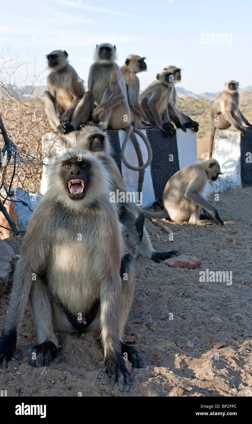 Angry Monkey High Resolution Stock Photography and Images - Alamy