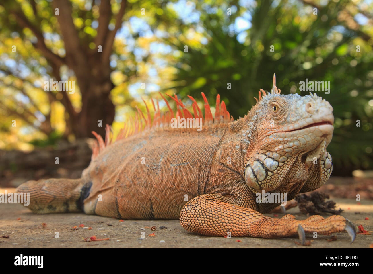 A Large Iguana Stock Photo - Alamy