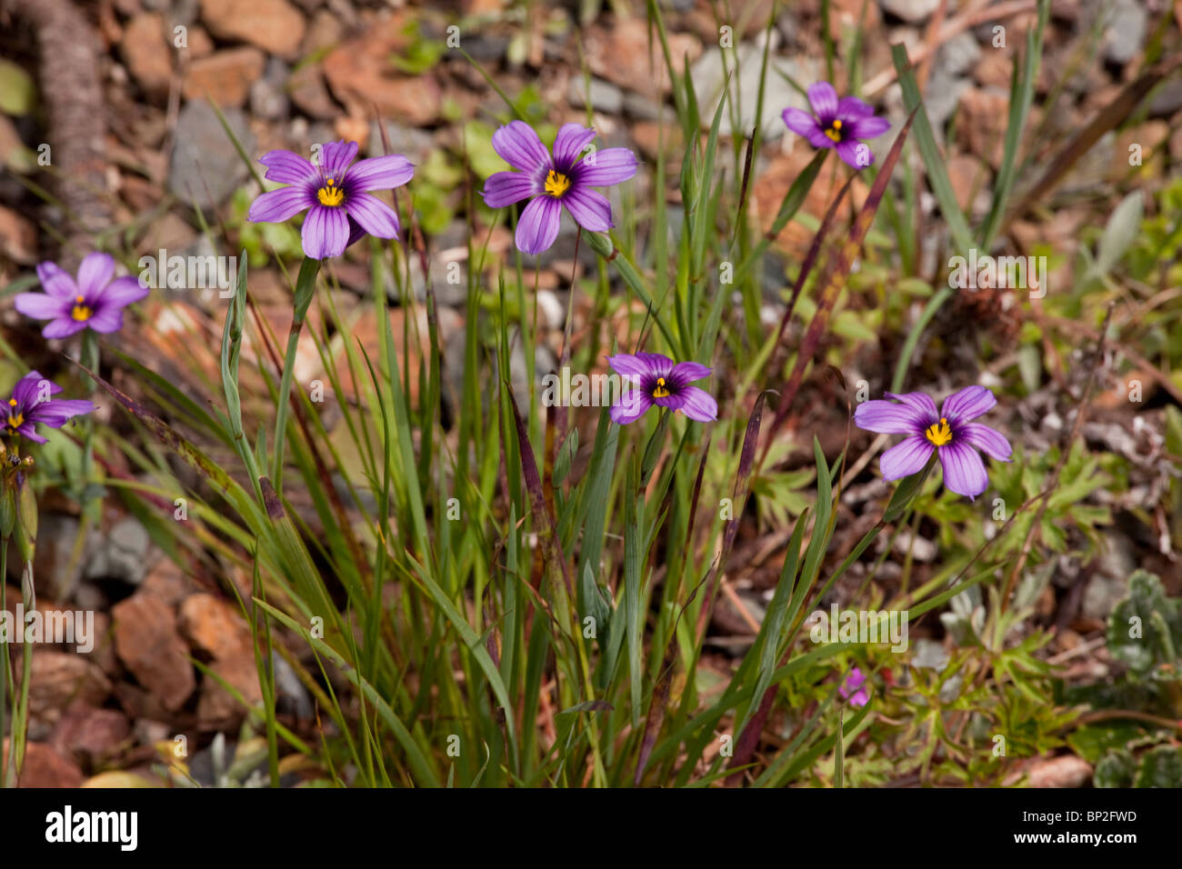 Western Blue-eyed Grass or Californian Blue-eyed Grass, Sisyrinchium ...