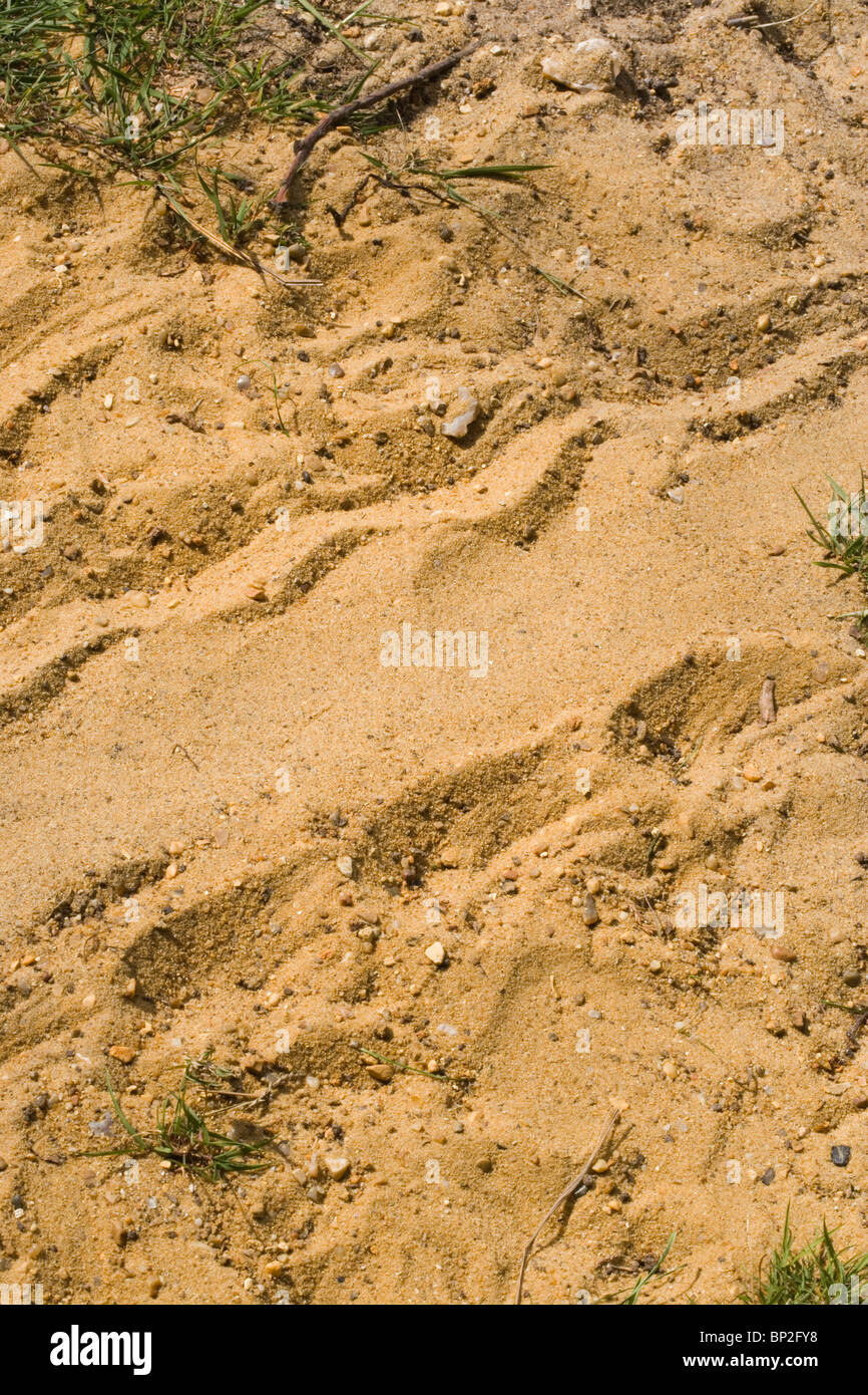 Hermann's Tortoise (Testudo hermanni). Tortoise track left behind on ...