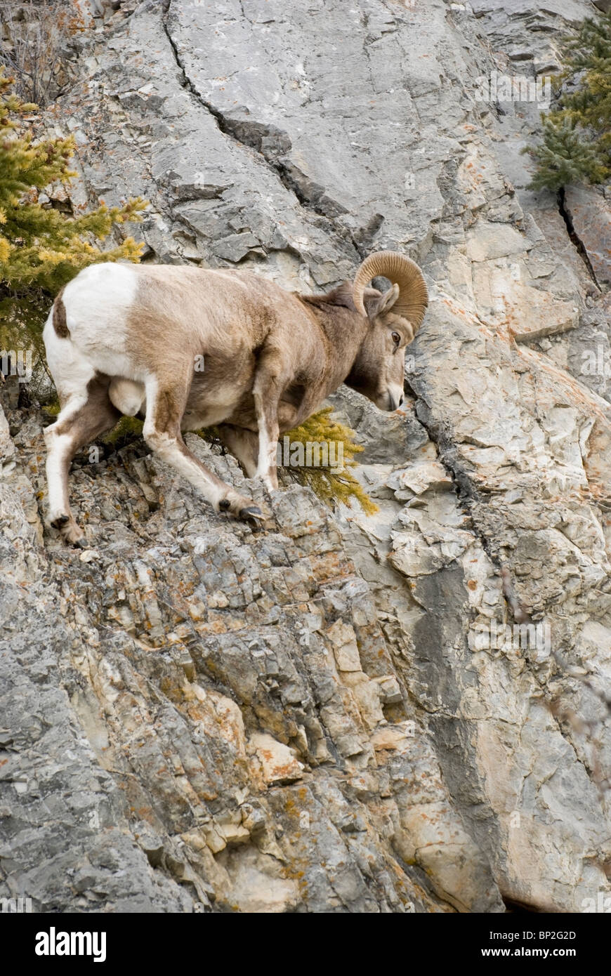 Climbing sheep on rock face hi-res stock photography and images - Alamy
