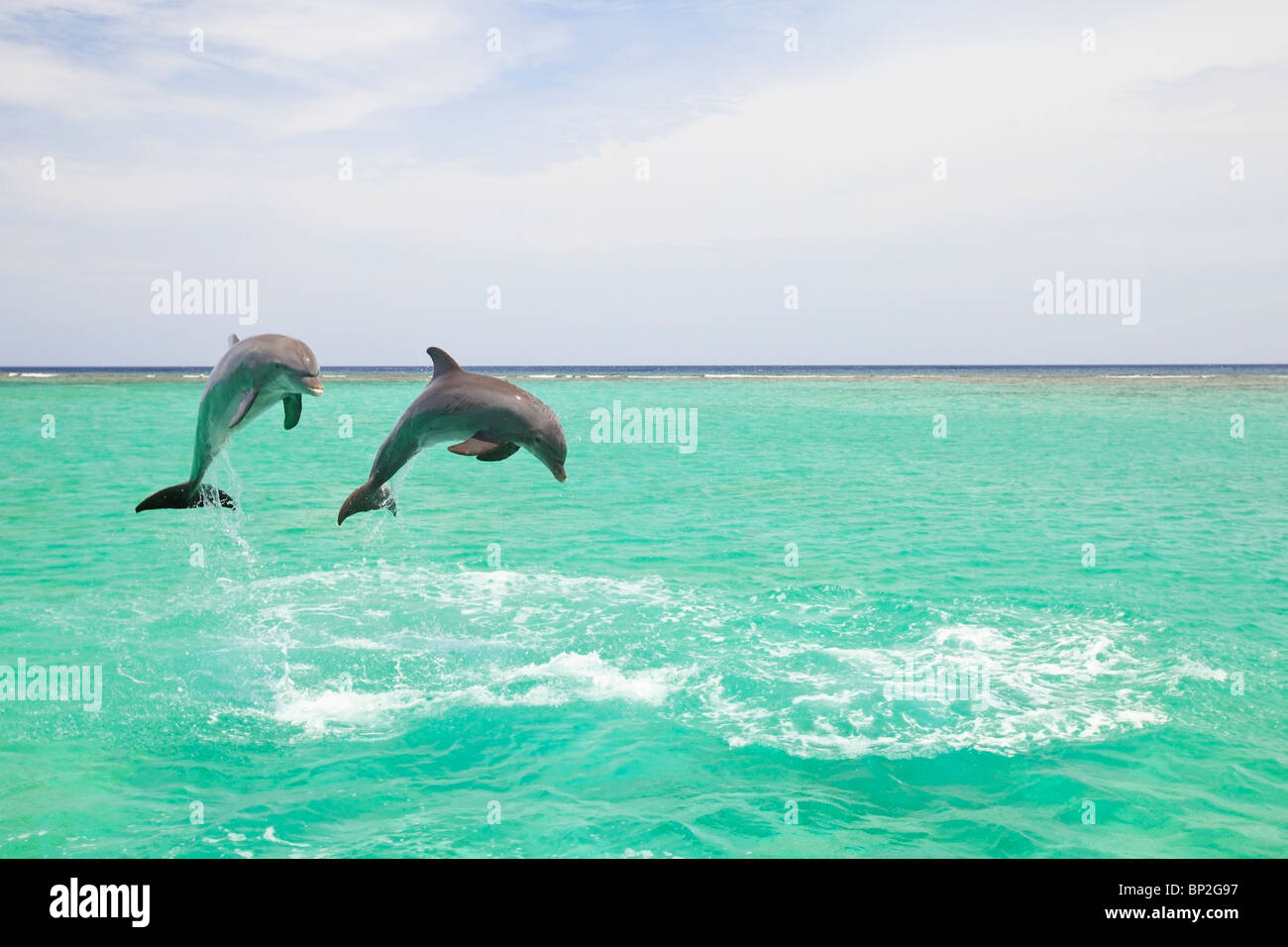 Roatan, Bay Islands, Honduras; Bottlenose Dolphins (Tursiops Truncatus ...