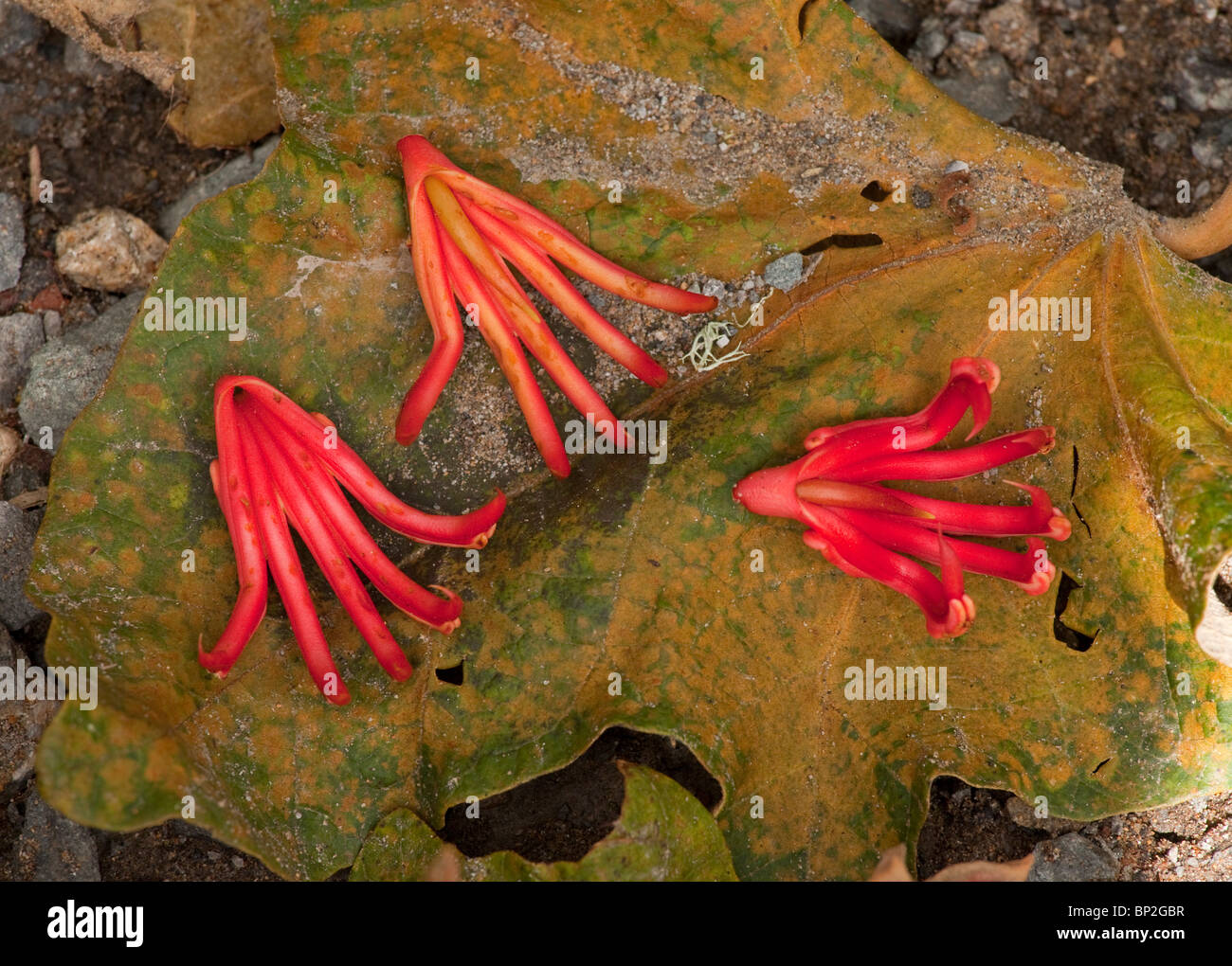 Mexican Hand Tree, (Devil's hand tree and monkey's hand tree ...