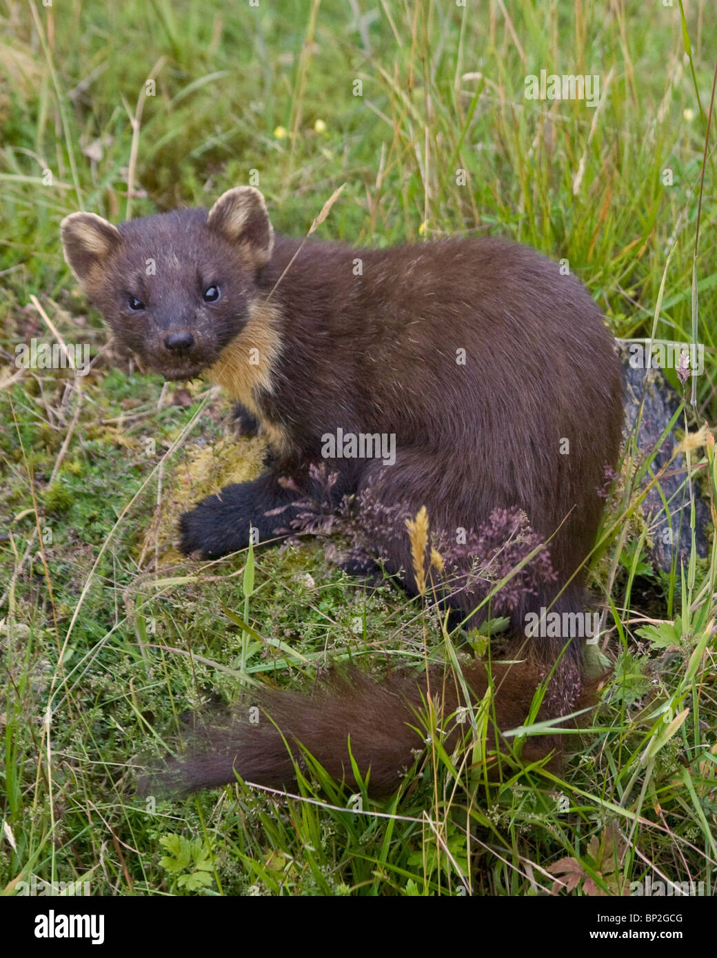 Pine martin hi-res stock photography and images - Alamy