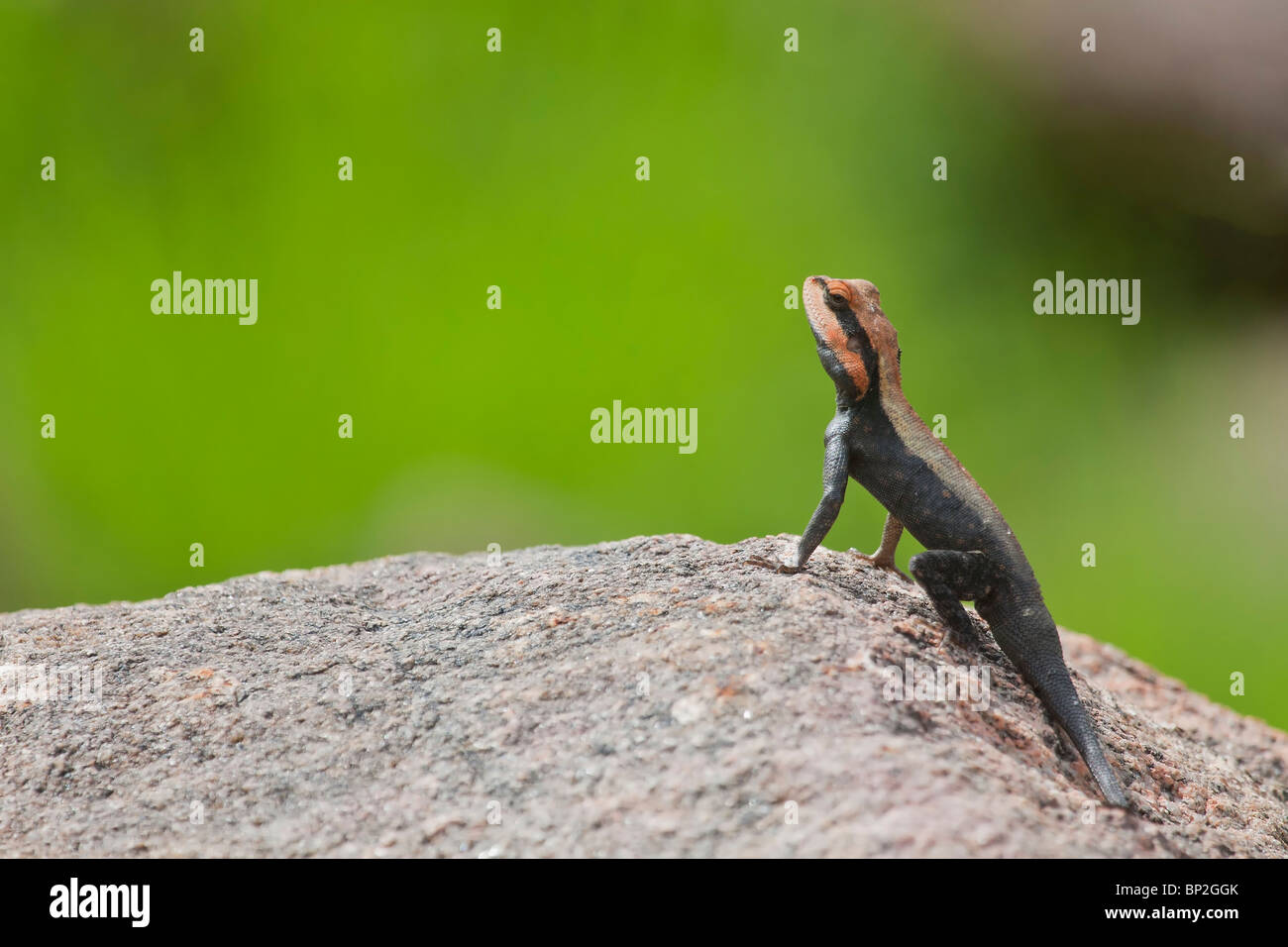 Lizard,Rock Agama, on the rocks,warming up, cold blooded,eye contact ...