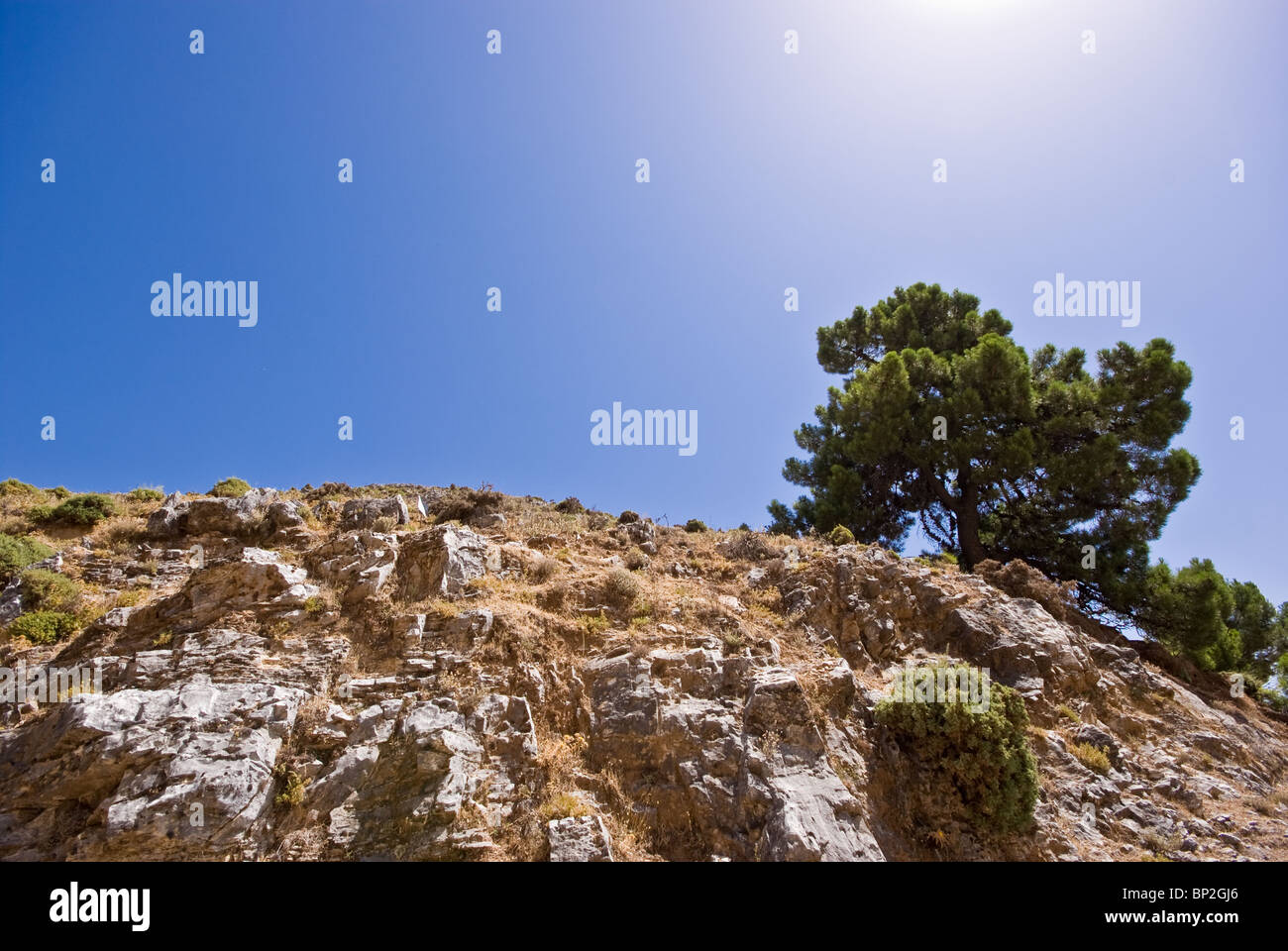 The picutre shows a tree near some rocks Stock Photo - Alamy