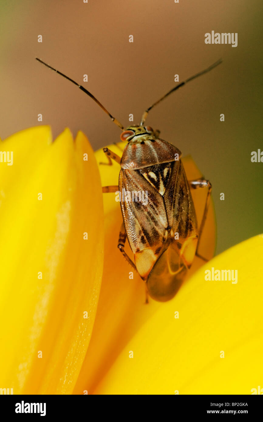 A Plant Bug on a Marigold flower.Either a Capsid or Mirid bug Stock ...
