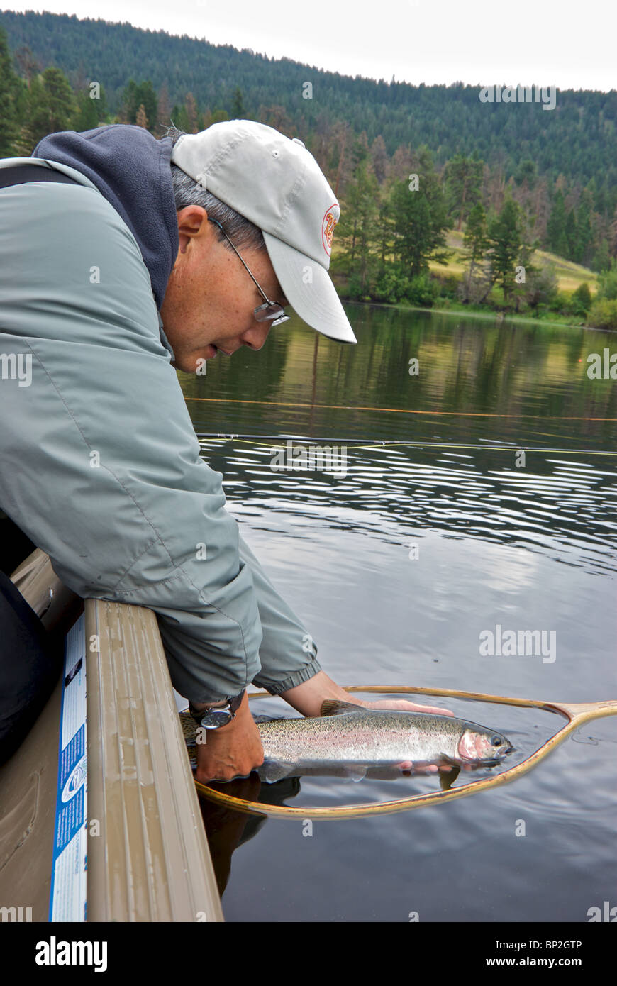 Sport fisherman admiring pink silvery flanked wild Mamit Lake Rainbow ...