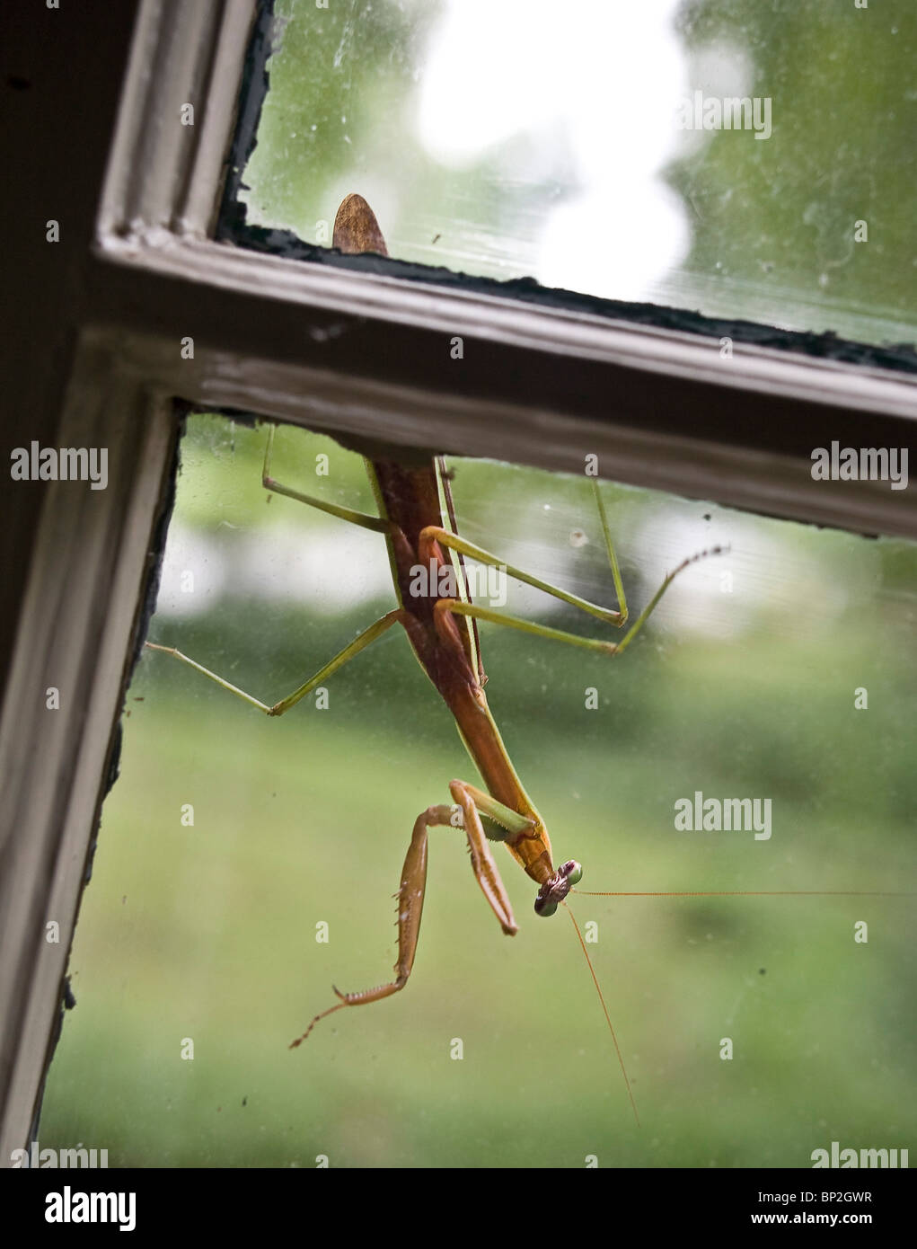 What Does A Praying Mantis On Your Window Mean at Yoko Charlene blog