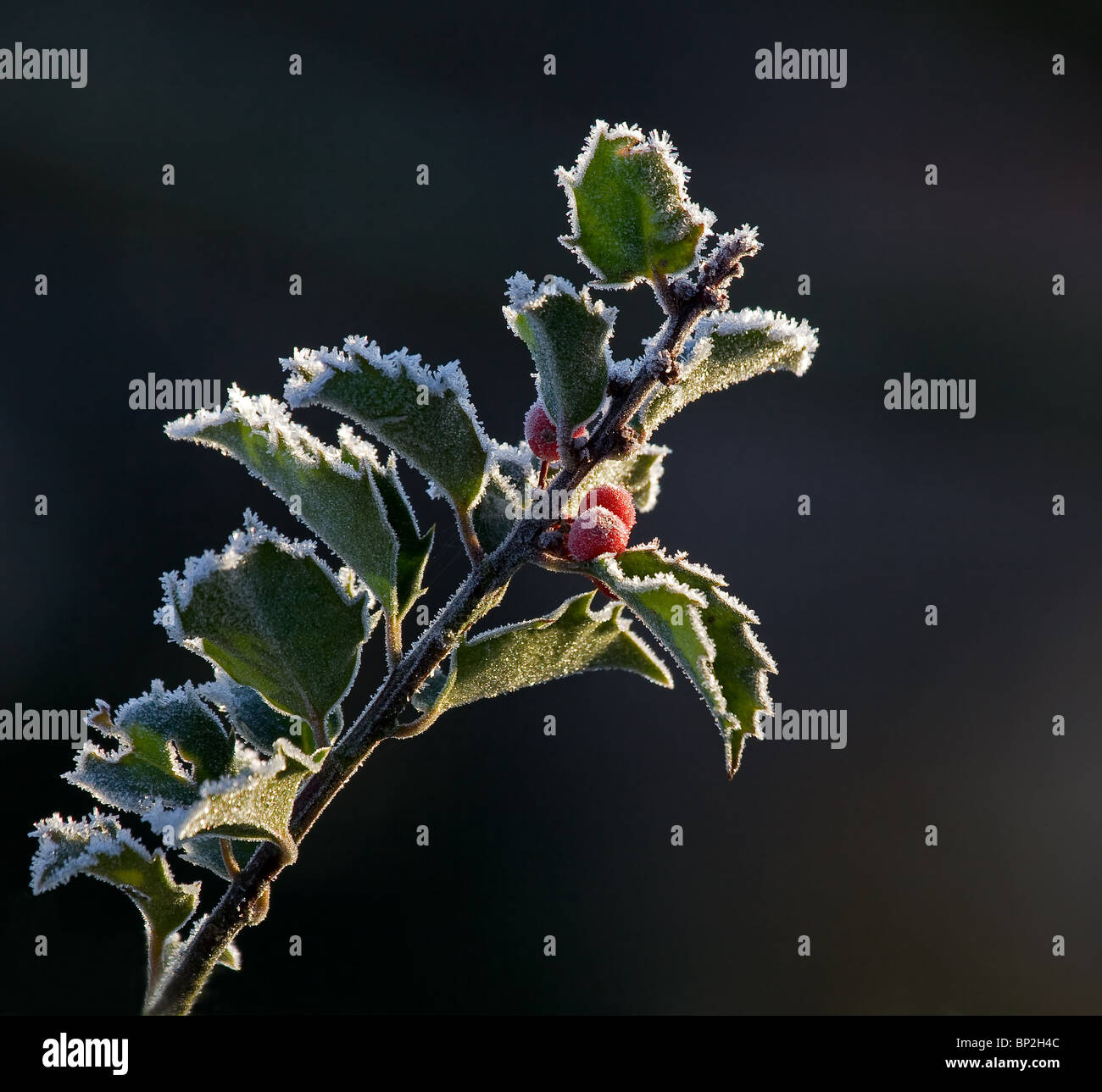 Frozen Holly Berries High Resolution Stock Photography and Images - Alamy
