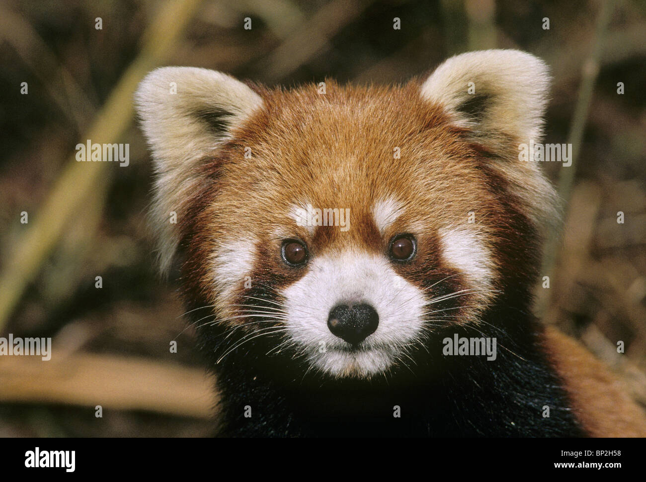 Red or lesser panda China Stock Photo - Alamy