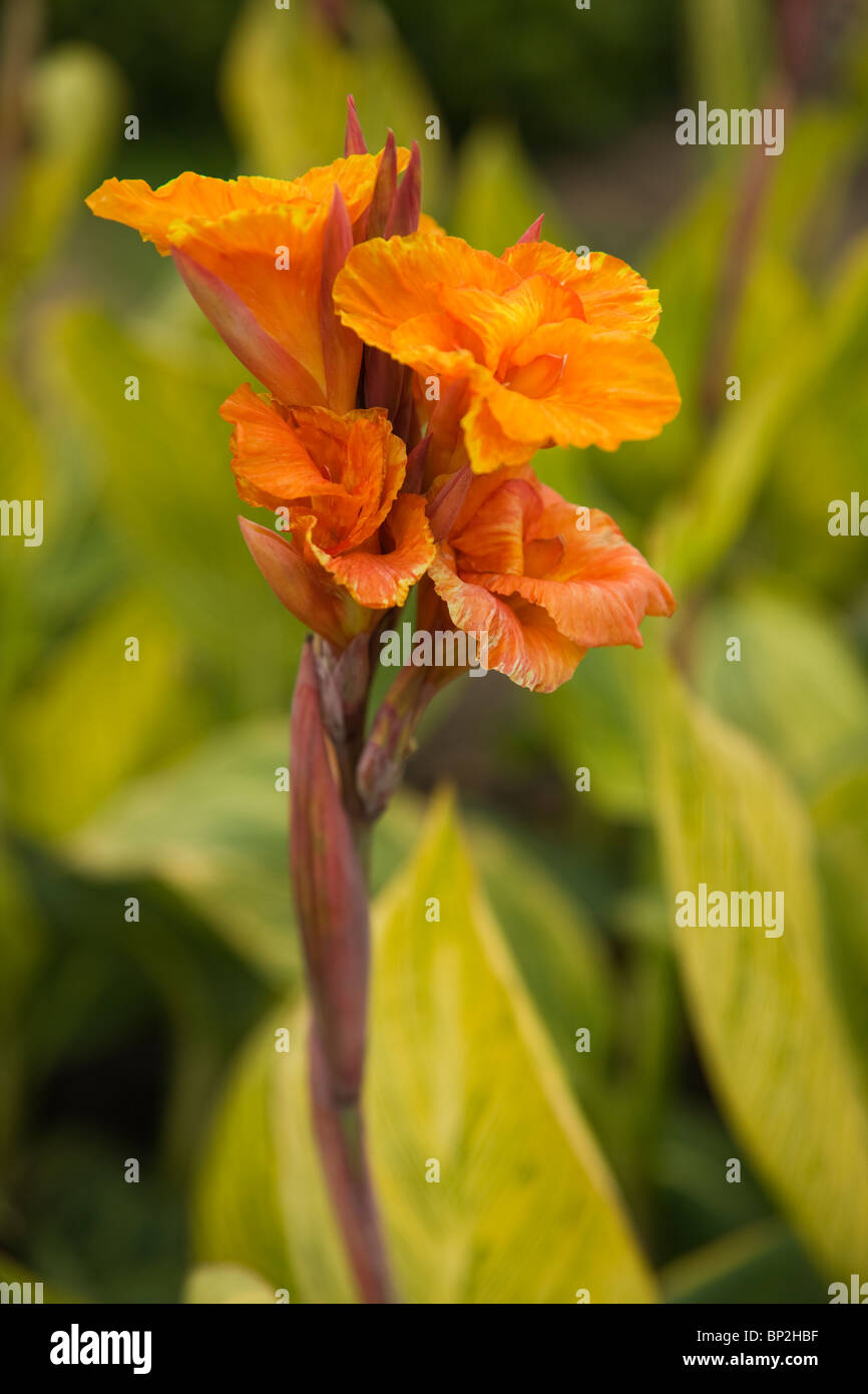 Canna Striata Flower (indian shot) close up Stock Photo - Alamy