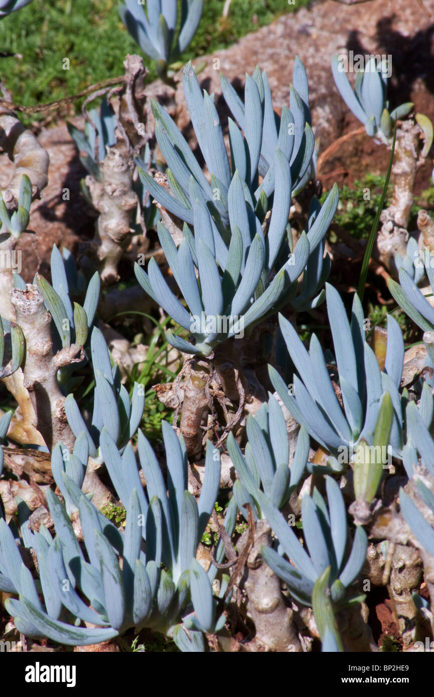 Blue piclke plant hi-res stock photography and images - Alamy