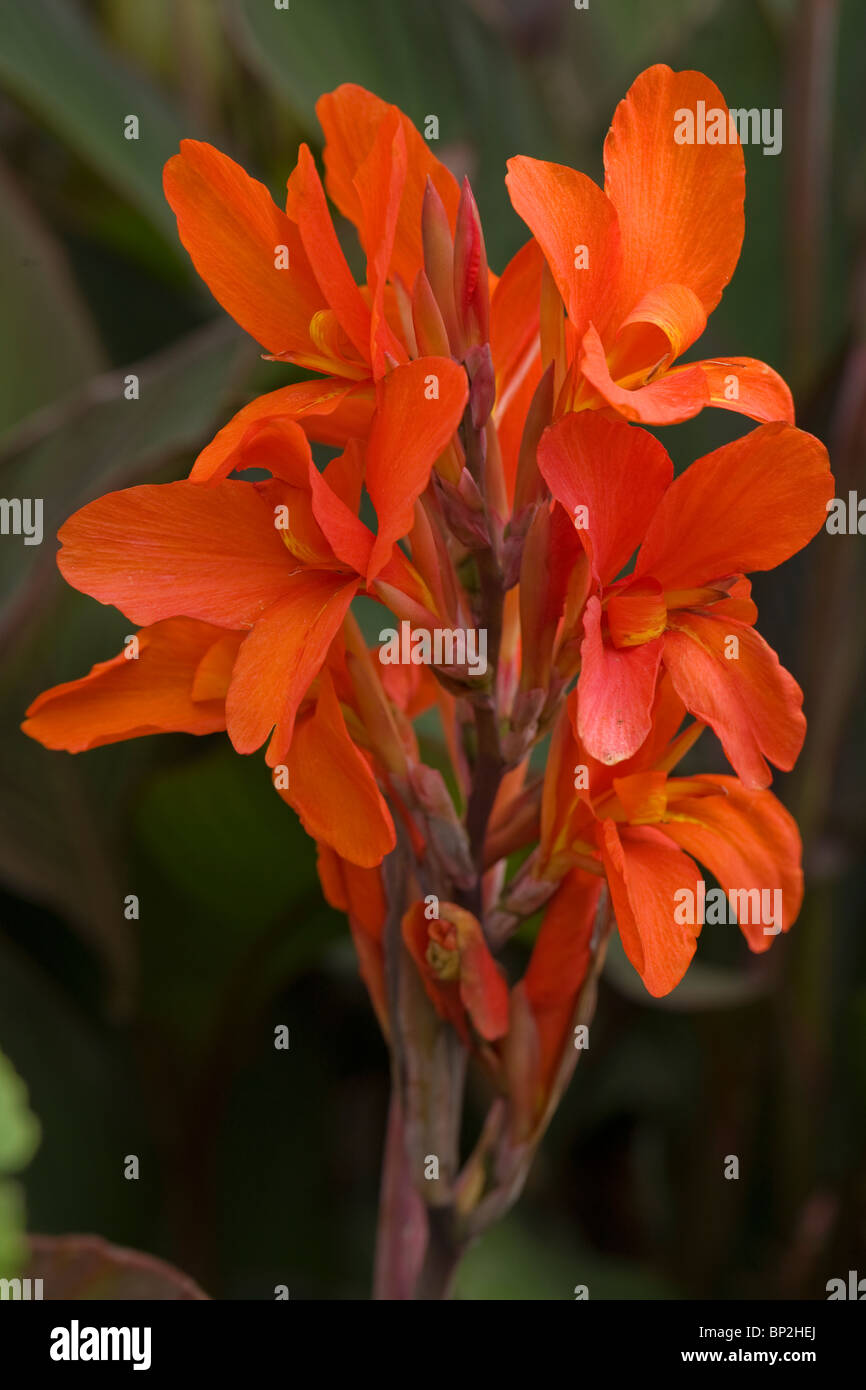 Red Canna Lily Close up Stock Photo - Alamy