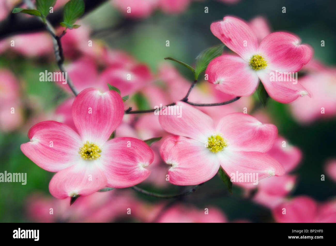 North carolina dogwood flower hi-res stock photography and images - Alamy