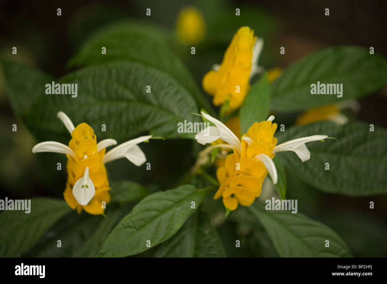 Pachystachys Lutea Acanthaceae Stock Photo - Alamy