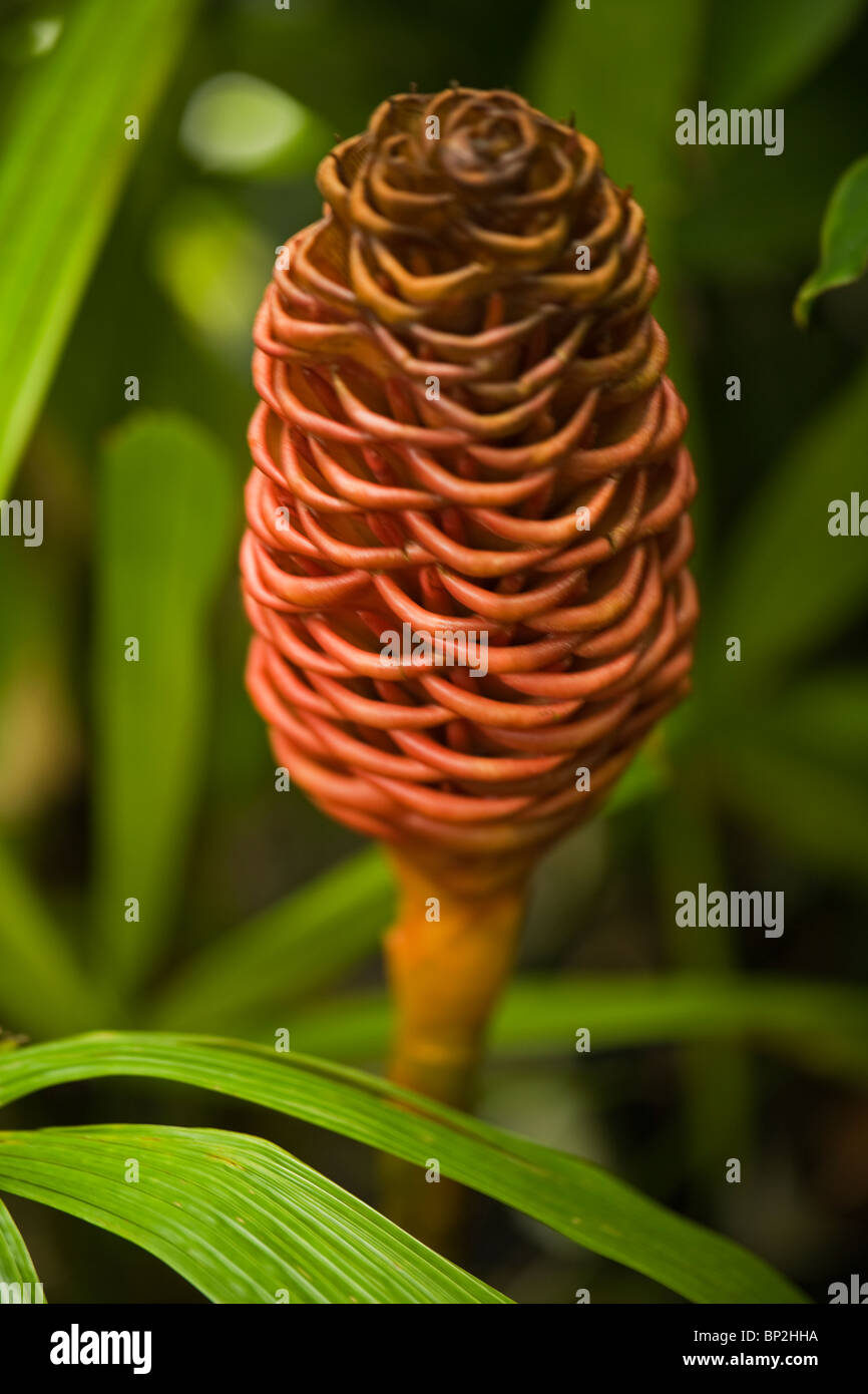 Zingiber plant hi-res stock photography and images - Alamy