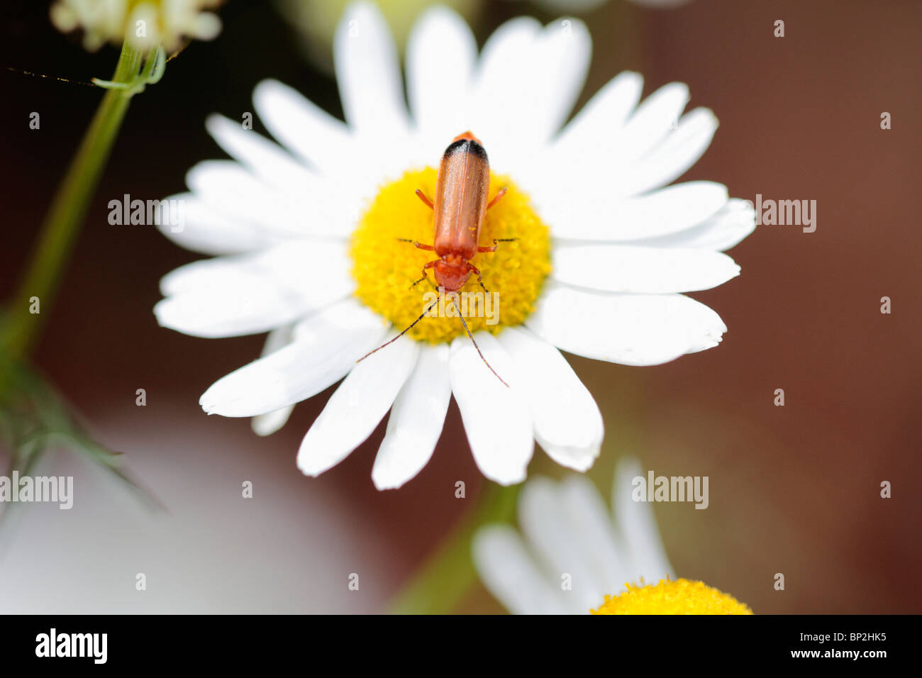 Hogweed bonking beetle hi-res stock photography and images - Alamy