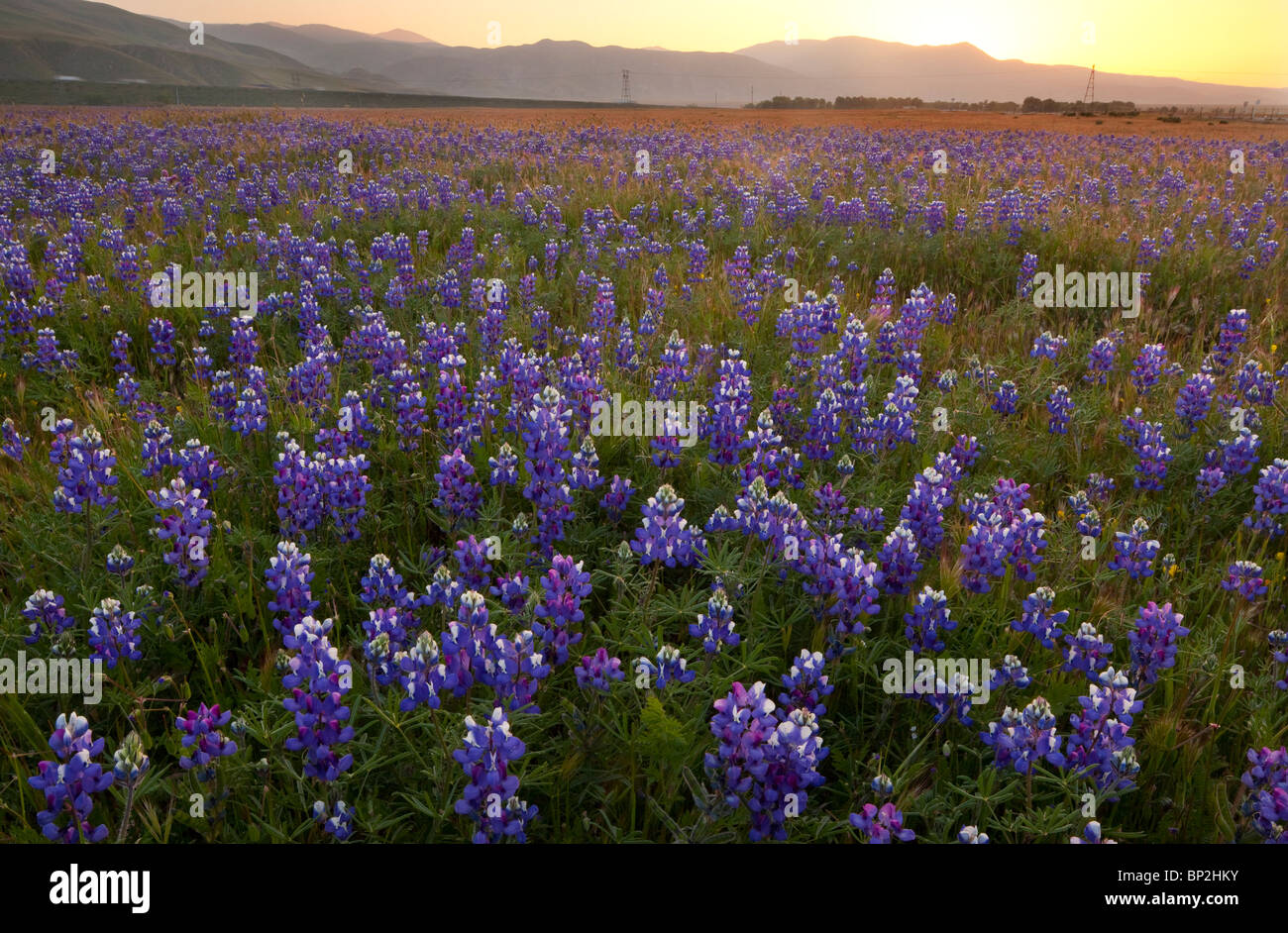 Grapevine Mountains High Resolution Stock Photography and Images - Alamy