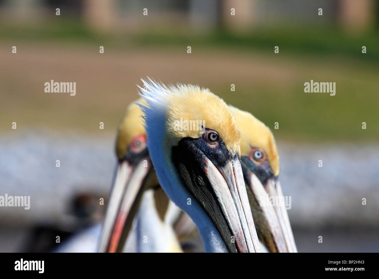 Side profile of pelicans face hi-res stock photography and images - Alamy