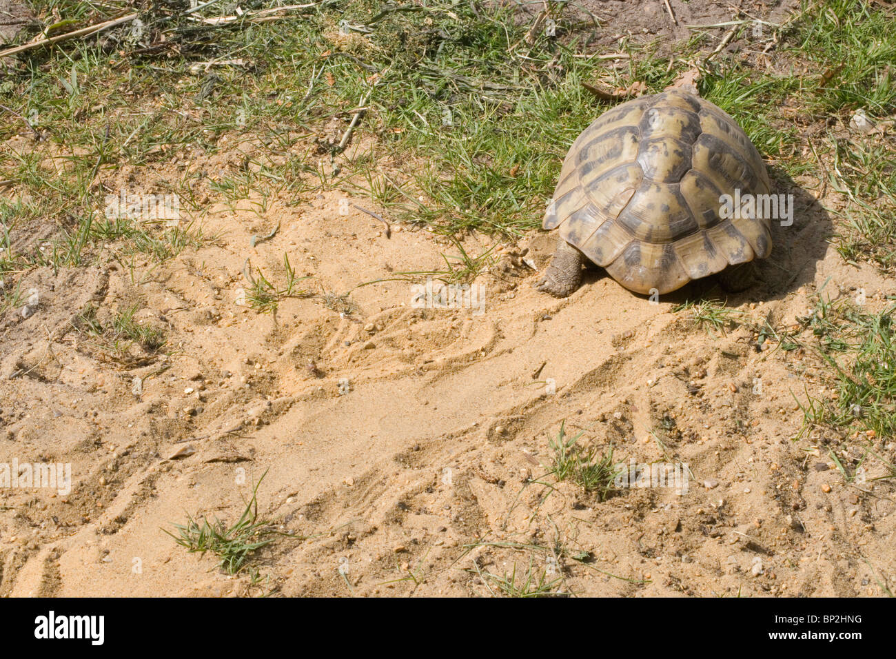 Supra caudal hi-res stock photography and images - Alamy