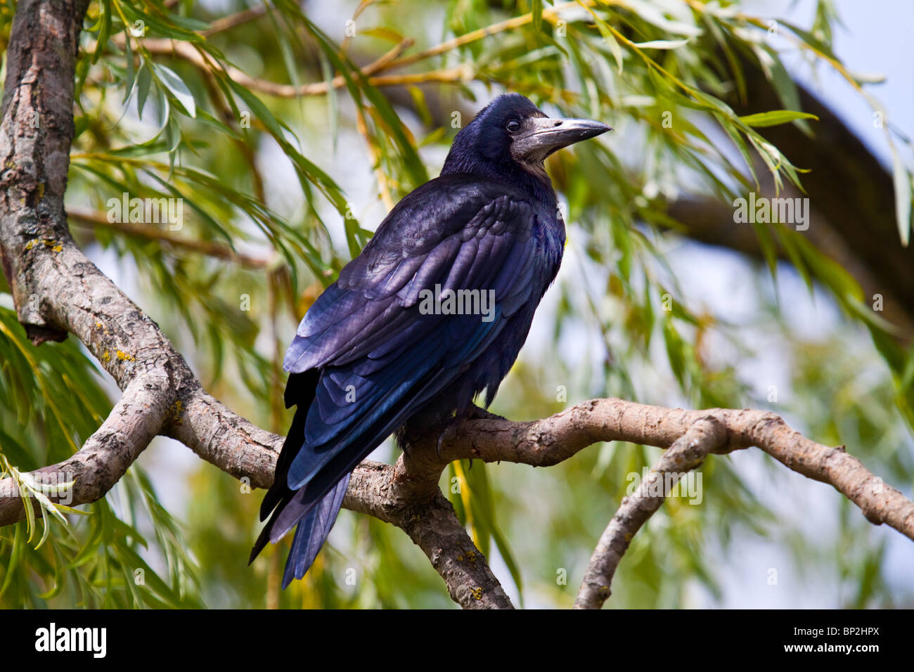 Rook perched on branch hi-res stock photography and images - Alamy
