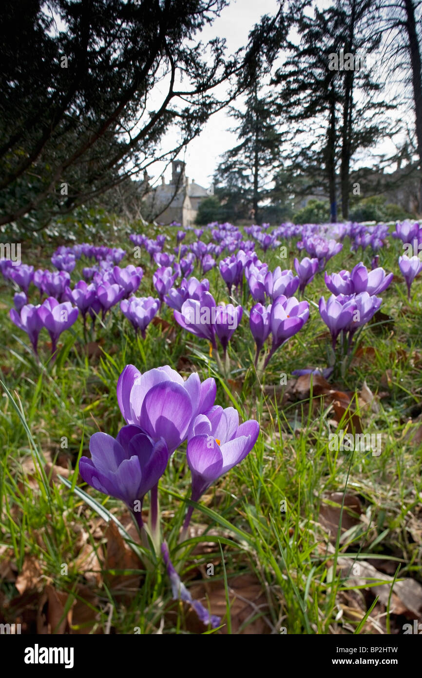 Howick, Northumberland, England; Purple Tulips In A Field At Howick ...