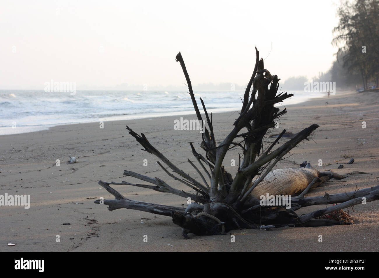 Global warming trees hi-res stock photography and images - Alamy