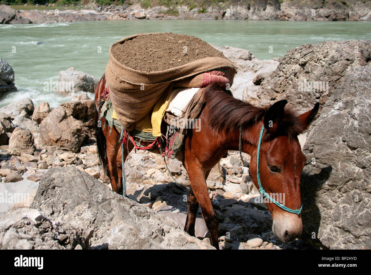 Loaded mule hi-res stock photography and images - Alamy