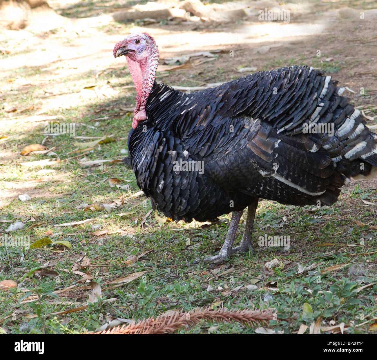 Wild turkey gobbling hi-res stock photography and images - Alamy
