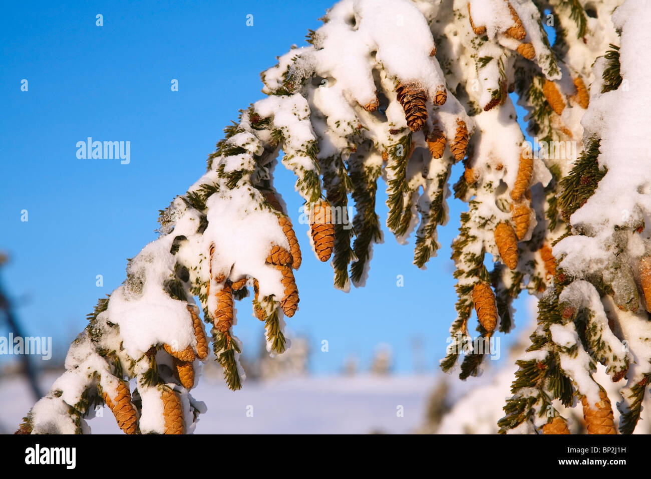 Pine cones coniferous winter hi-res stock photography and images - Alamy