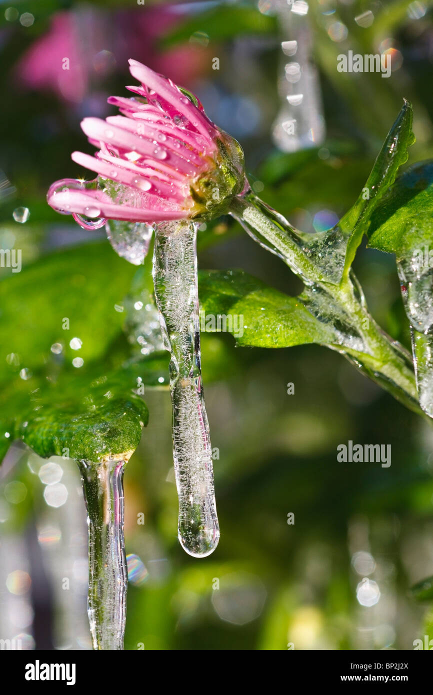 Pink icicles hi-res stock photography and images - Alamy