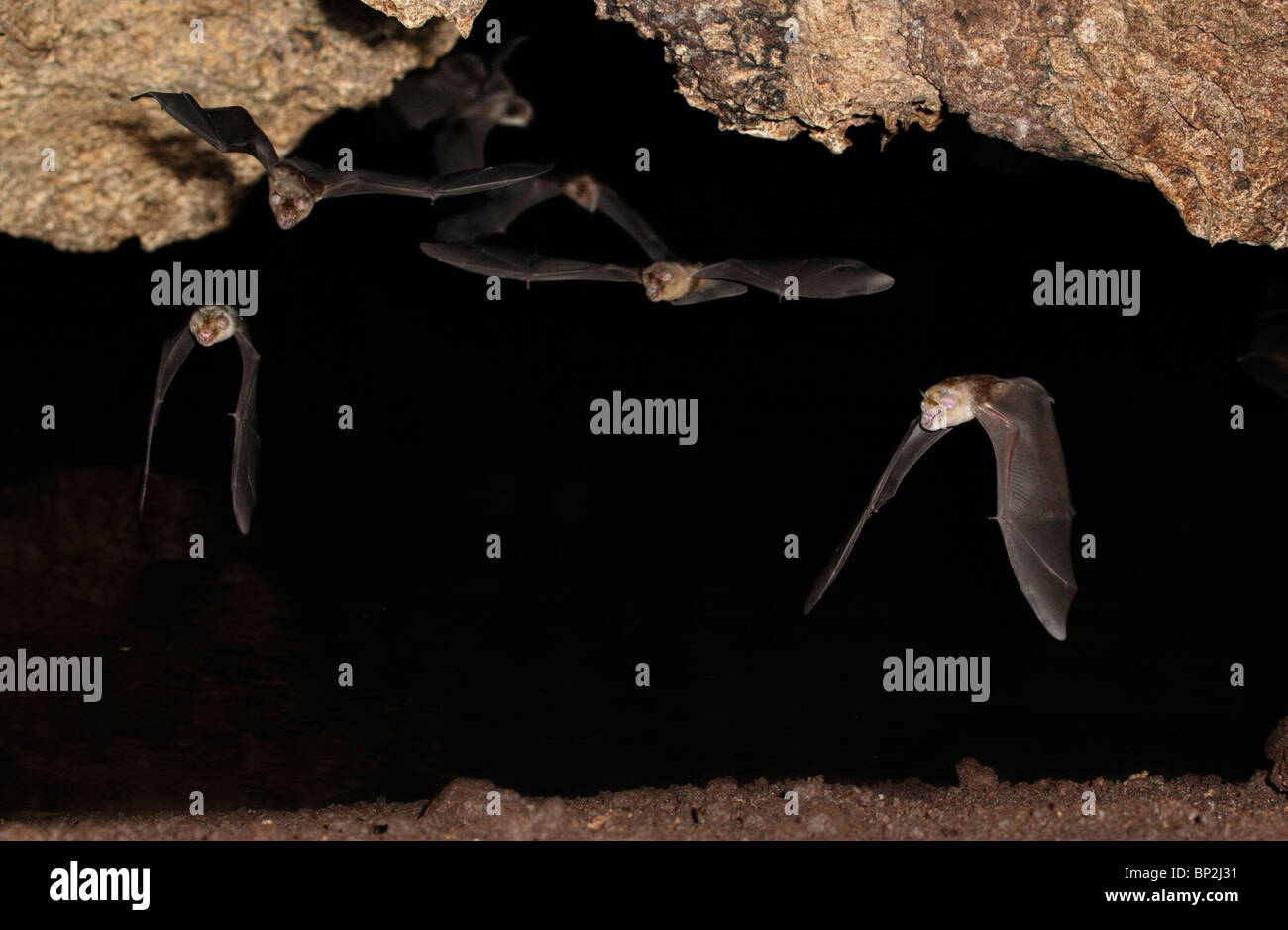 Persian trident bat triaenops persicus hi-res stock photography and ...