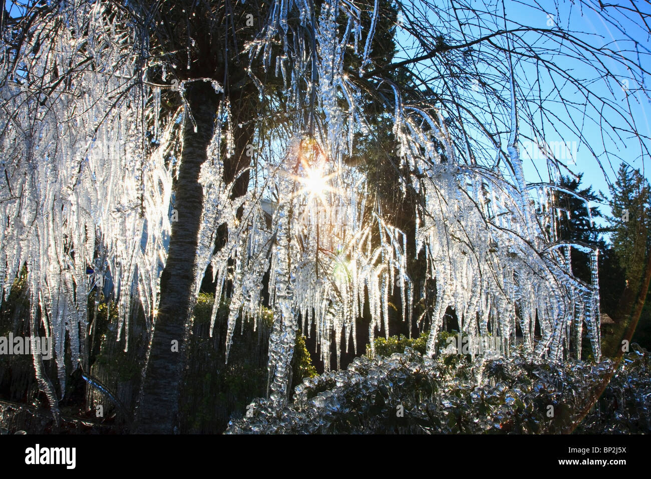 Icicles Hanging From Tree Branches Stock Photo - Alamy