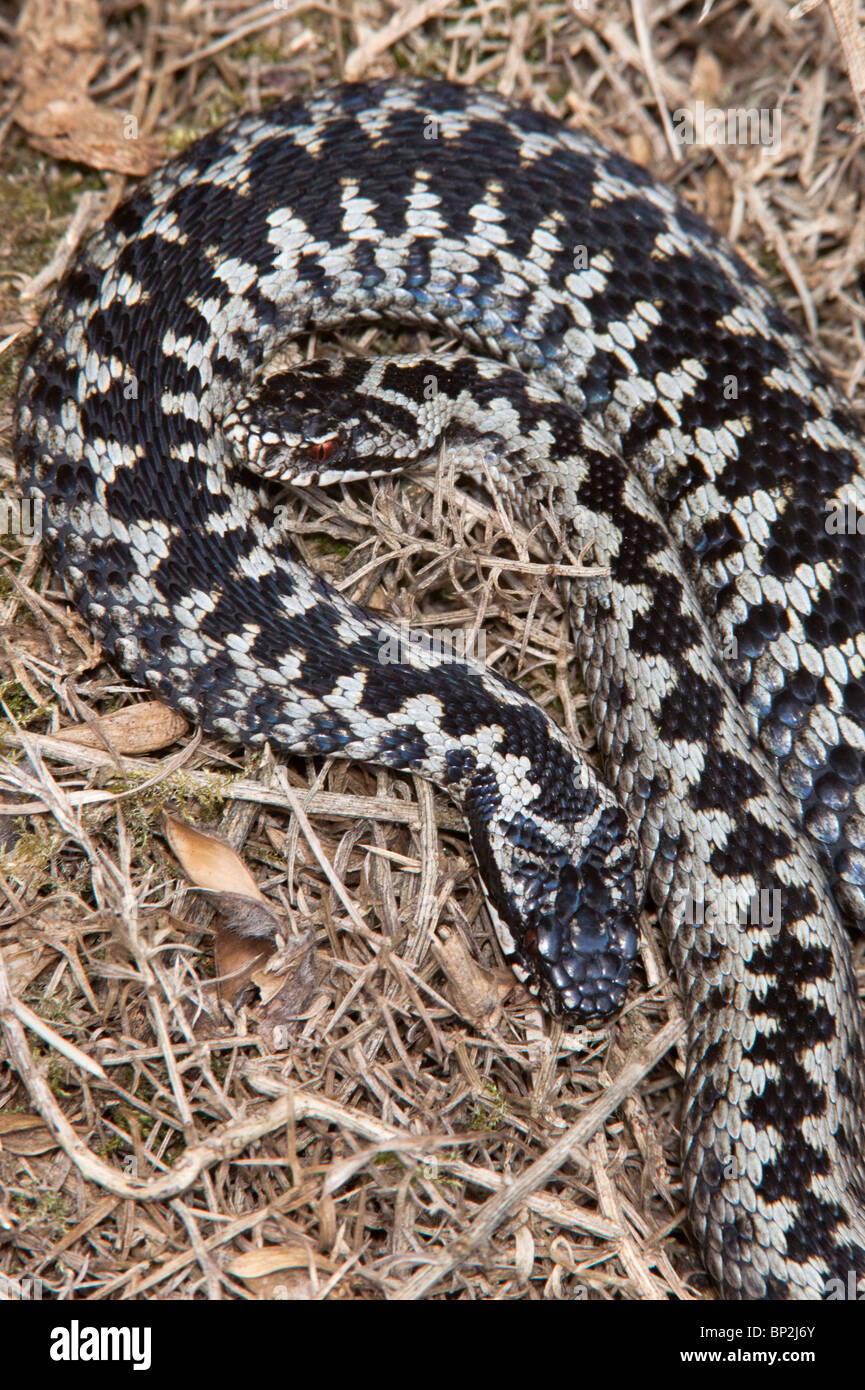 Poisonous Snake Britain High Resolution Stock Photography and Images ...