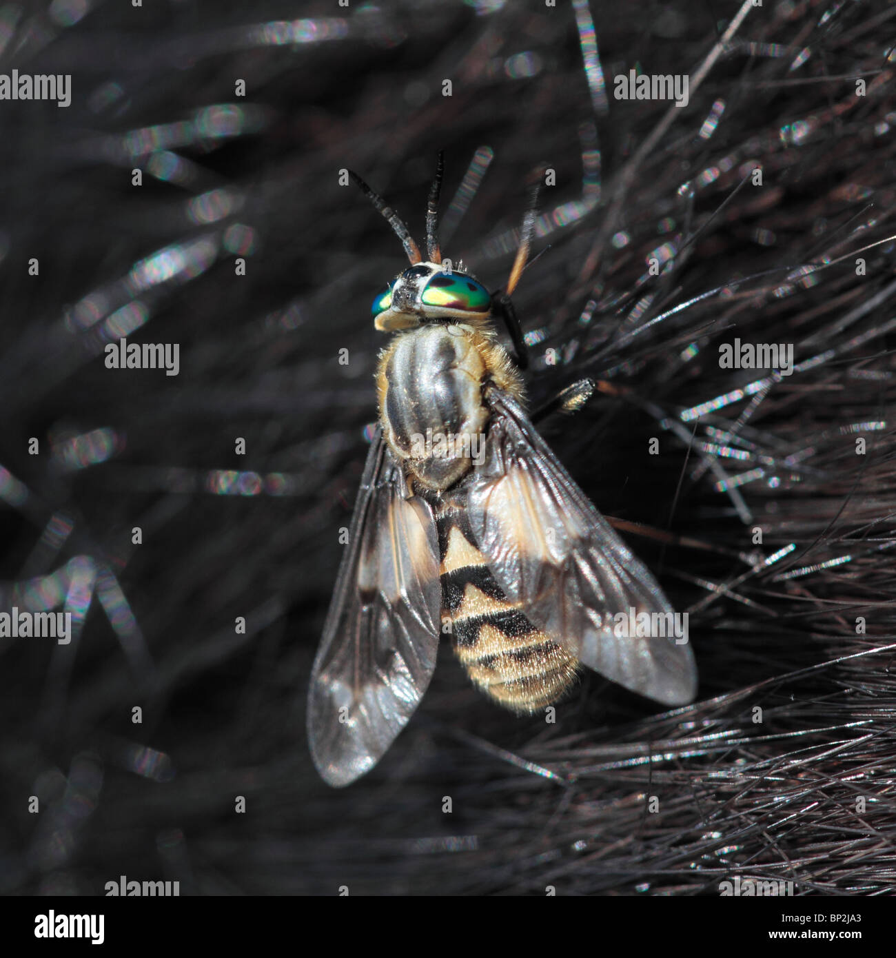 Twin-lobed deerfly (Chrysops relictus Stock Photo - Alamy