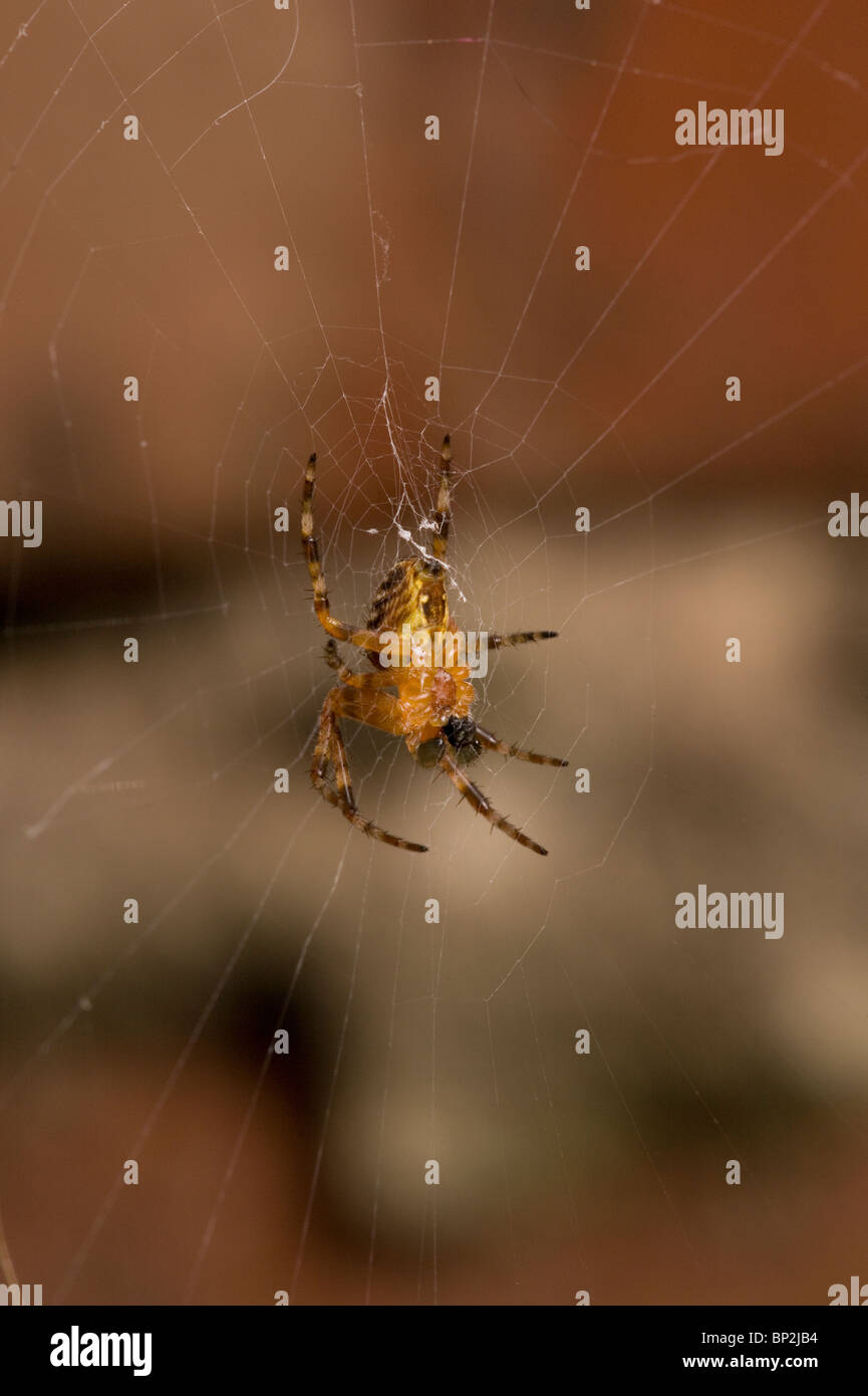 Garden Centre Spider High Resolution Stock Photography and Images - Alamy