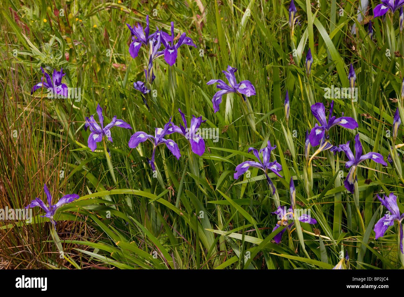 Douglas iris Iris douglasiana, California Stock Photo - Alamy