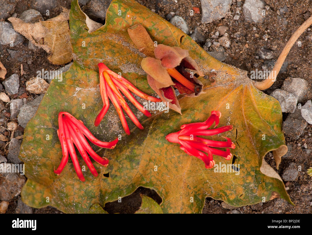 Mexican Hand Tree, (also known as Devil's hand tree and monkey's hand ...