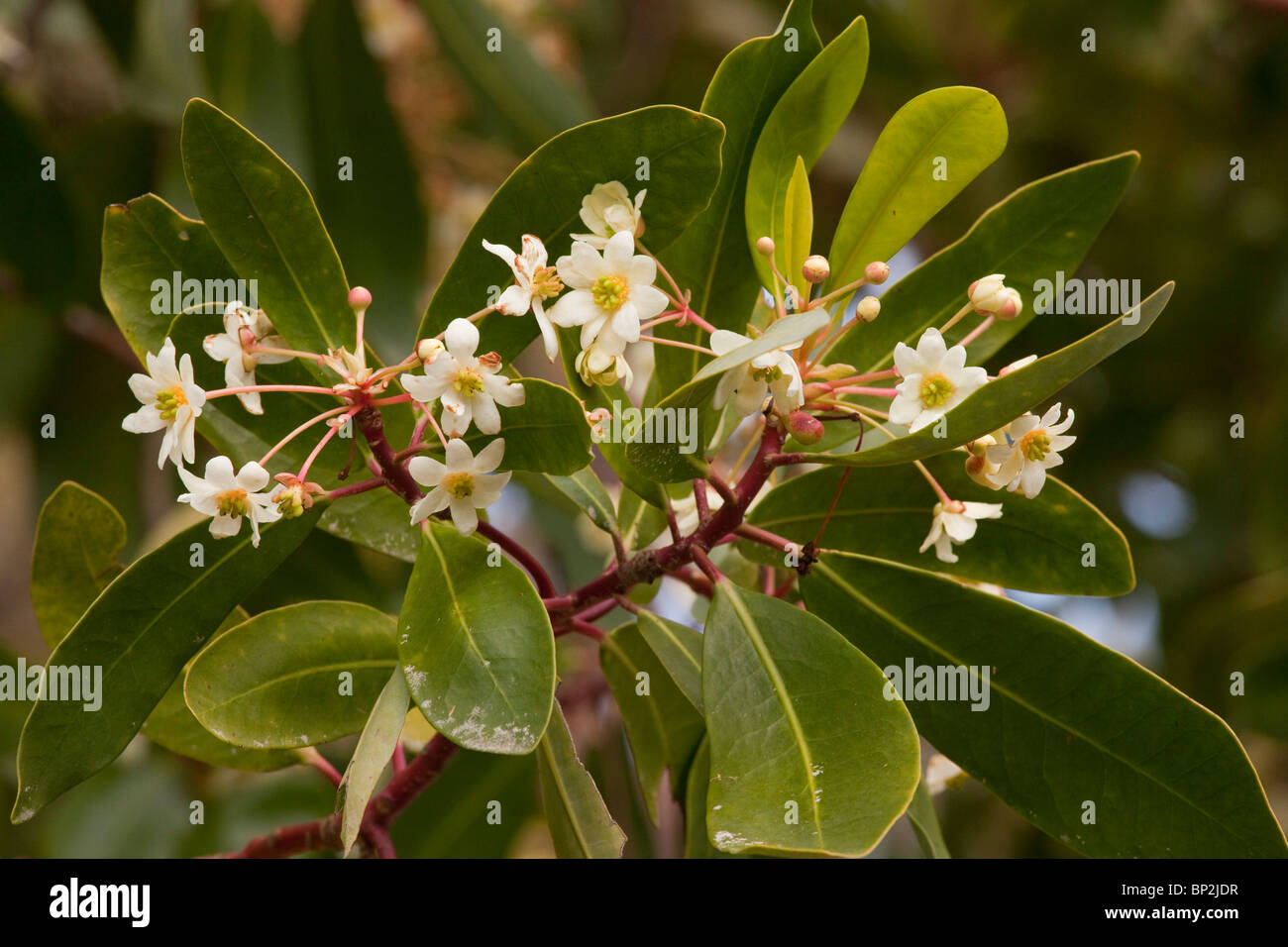 Winter's Bark, or Canelo; Drimys winteri; shrub from Argentina and ...