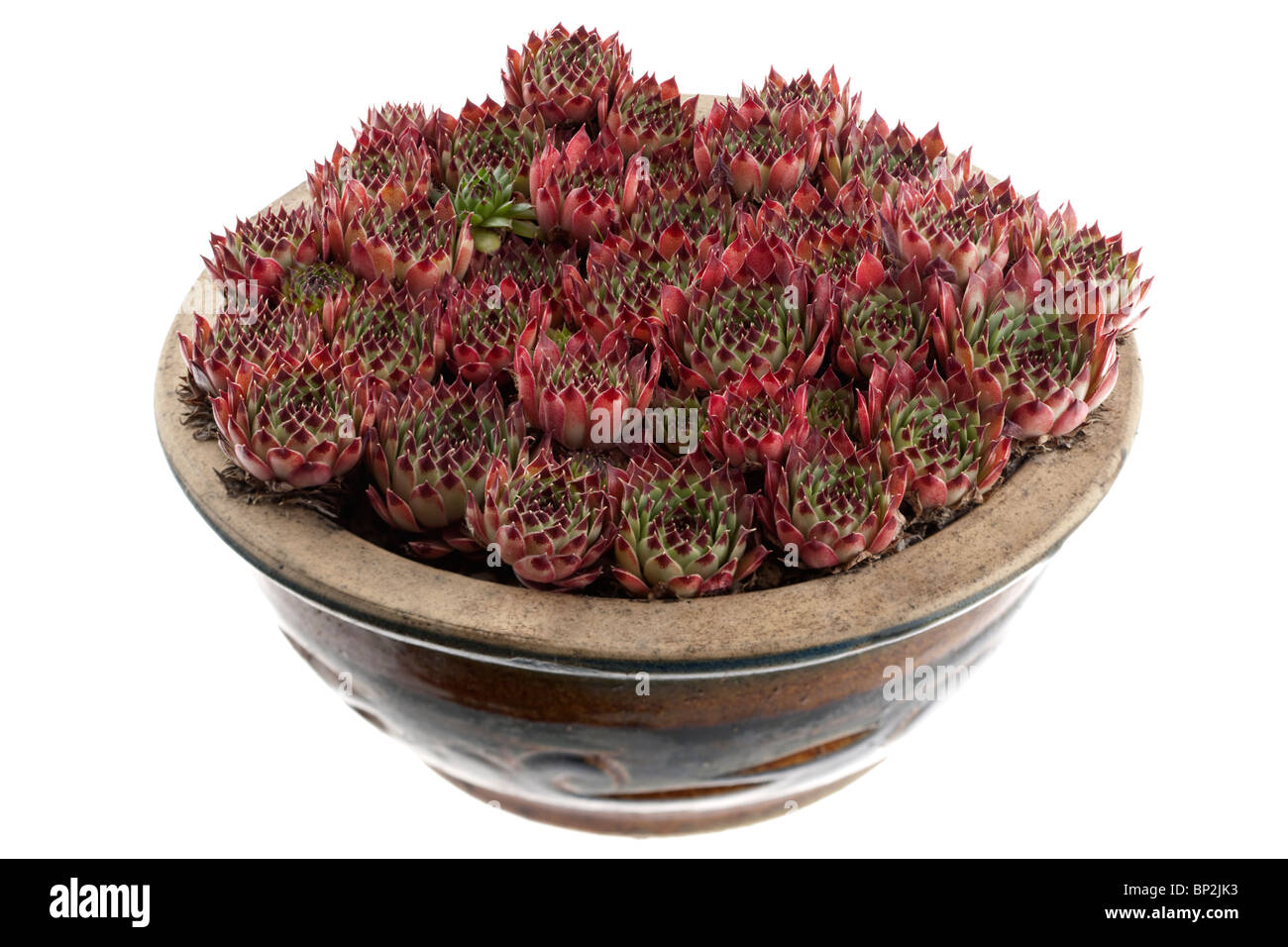 Sempervivum container hi-res stock photography and images - Alamy