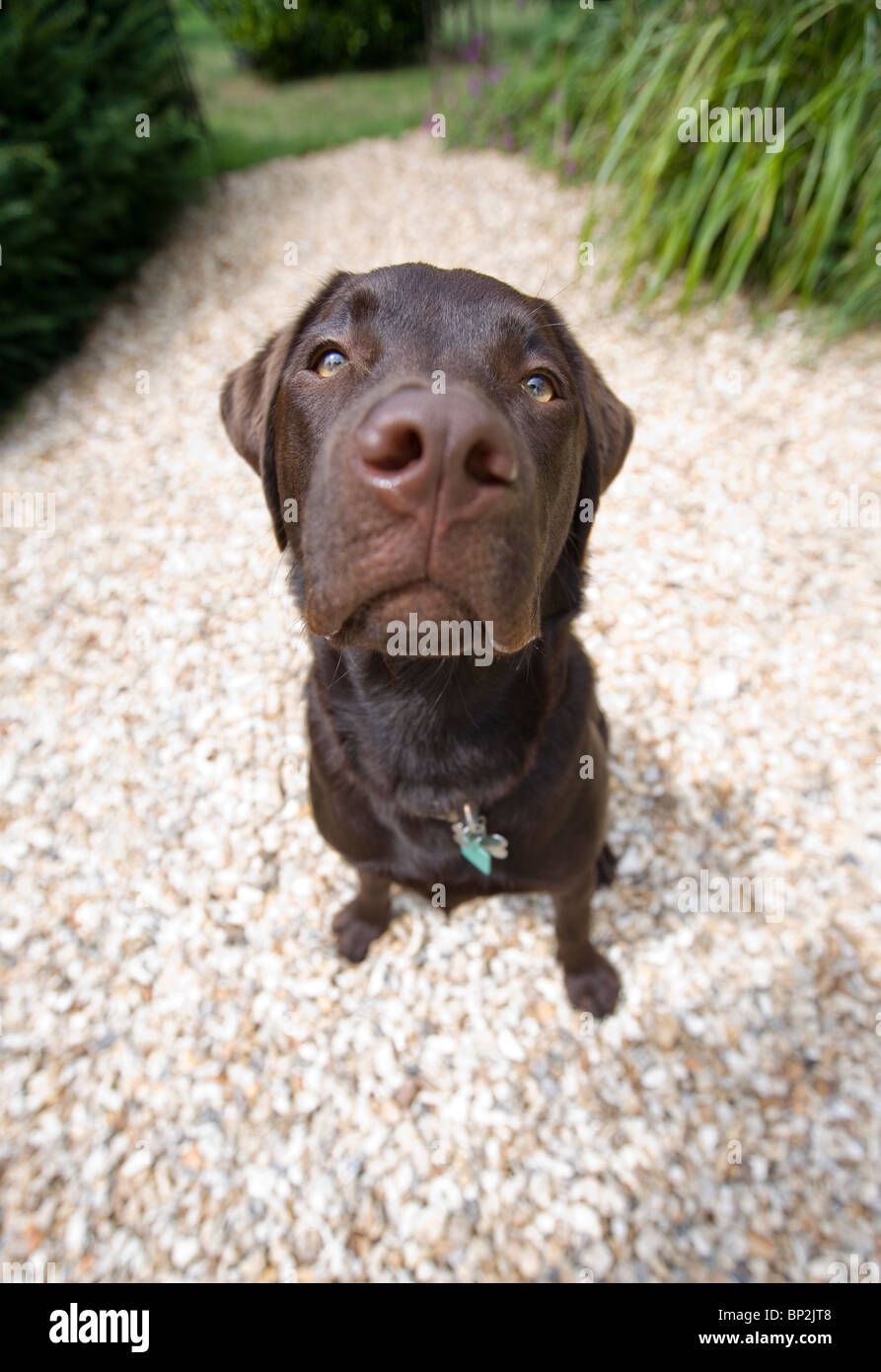 Labrador dog in garden hi-res stock photography and images - Alamy