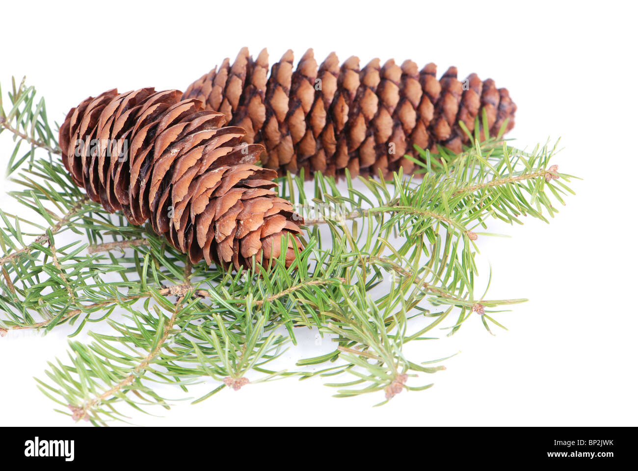 Fur tree cones hi-res stock photography and images - Alamy