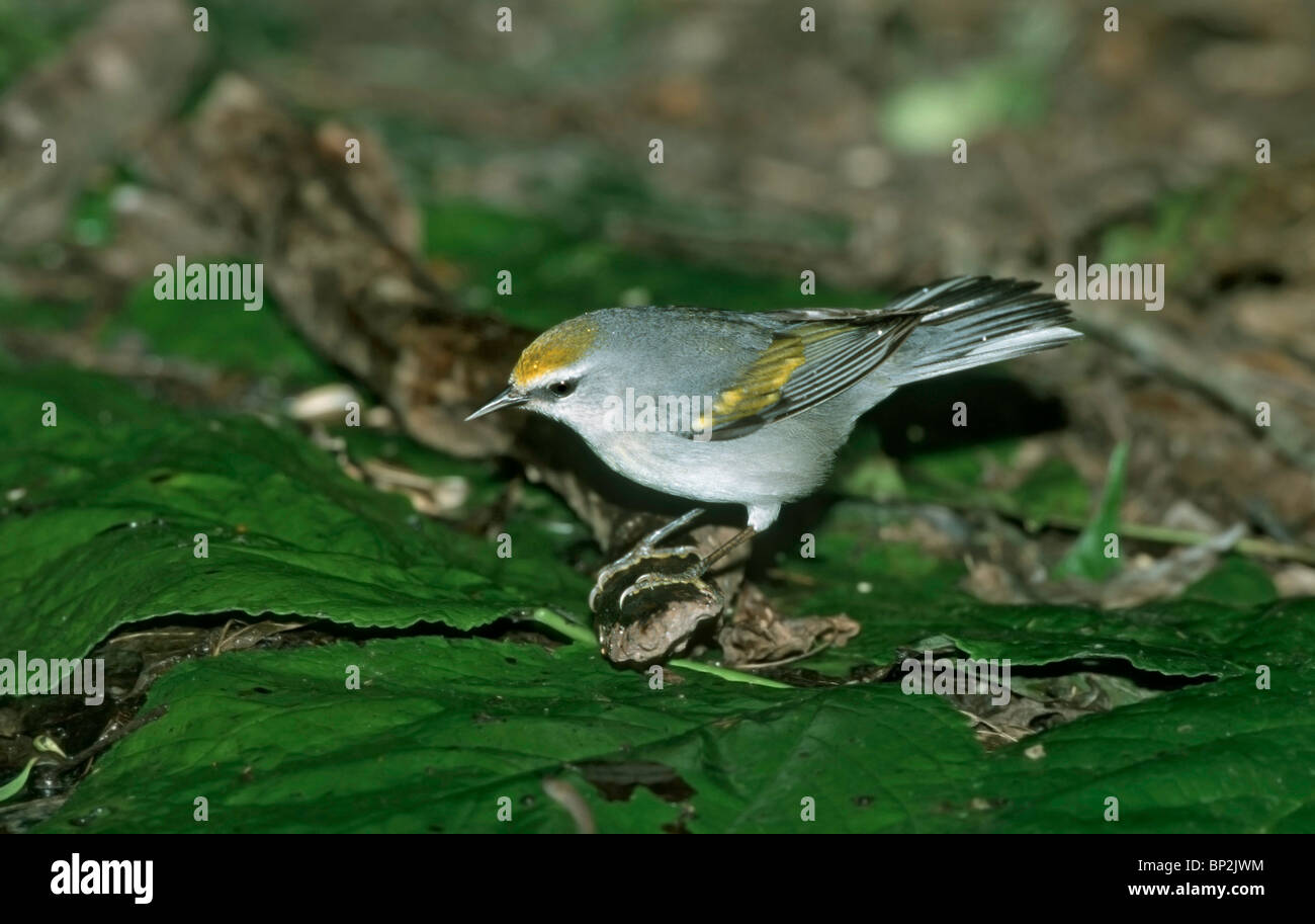 Brewster S Warbler A Blue Winged Warbler X Golden Winged Warbler