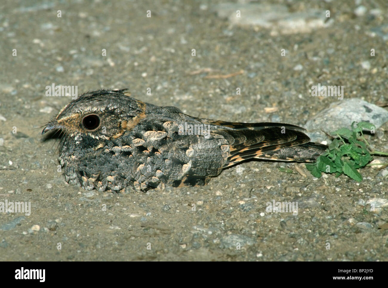 Collared nightjar hi-res stock photography and images - Alamy